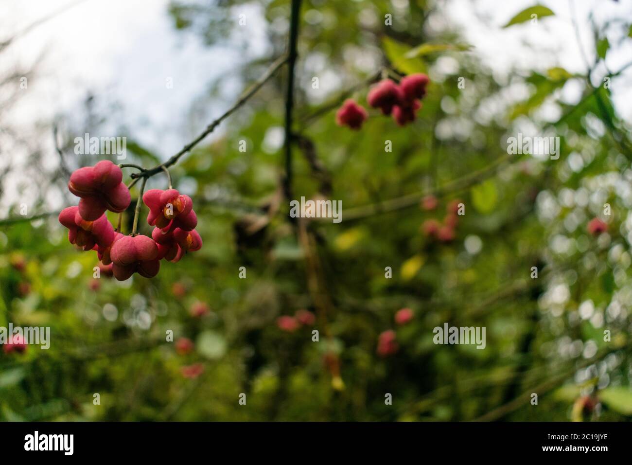 Rare red fruit close up in anamorphic lens Stock Photo - Alamy