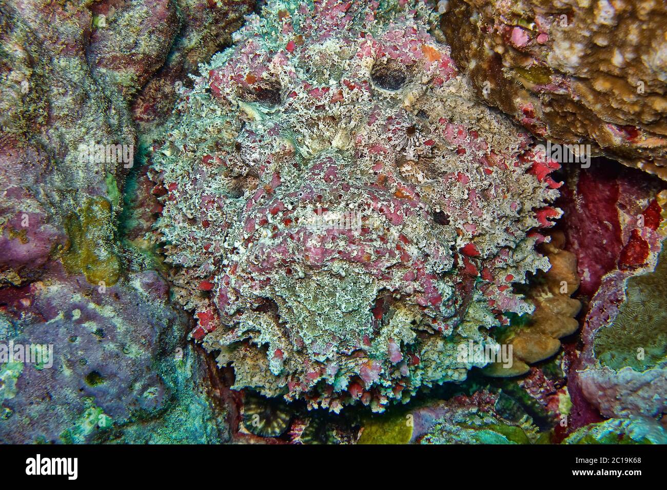 Stonefish - Synanceia verrucosa Stock Photo - Alamy