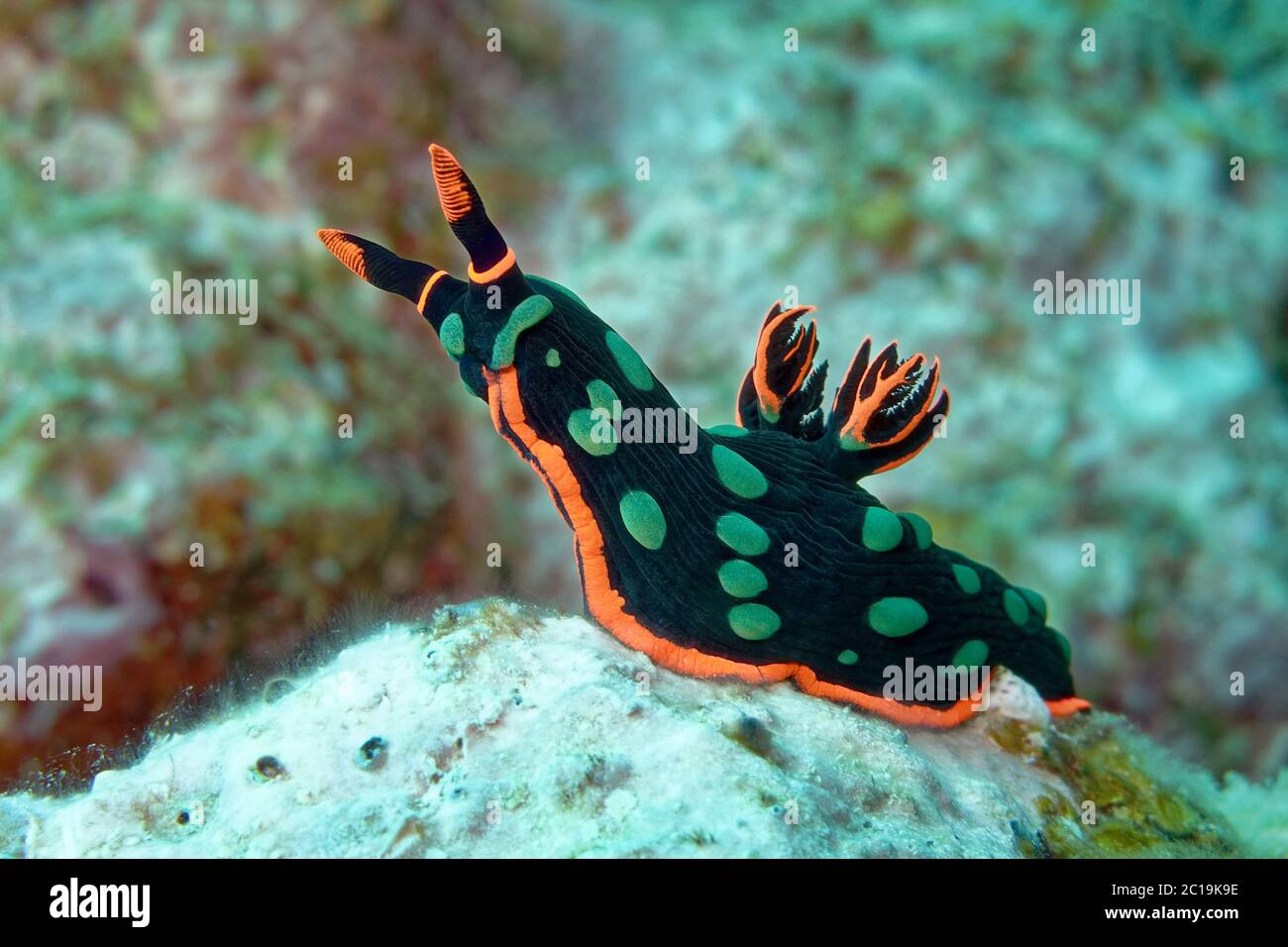 Variable neon slug / Dusky nembrotha - Nembrotha kubaryana Stock Photo ...