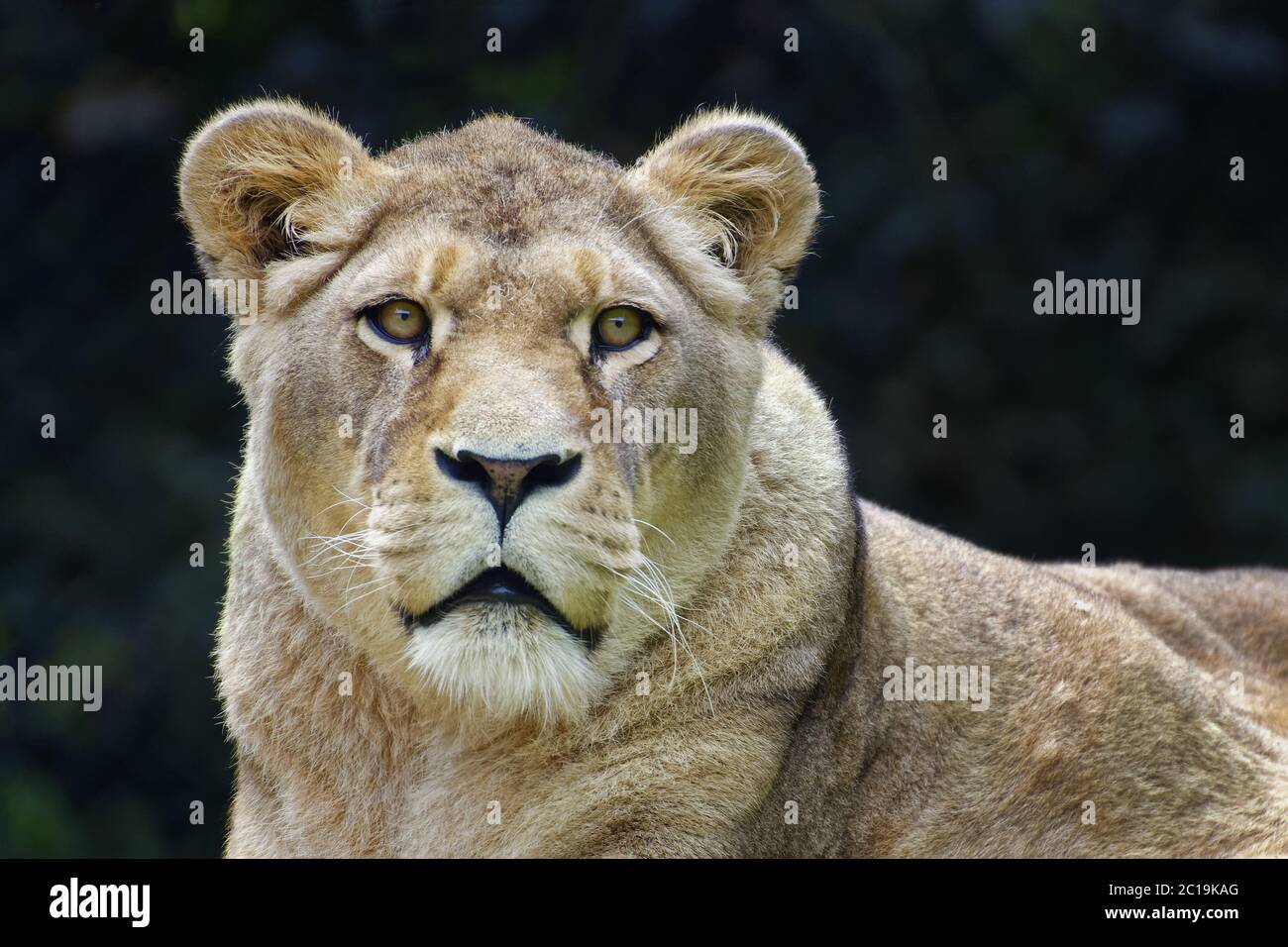 African lion and lioness hi-res stock photography and images - Alamy