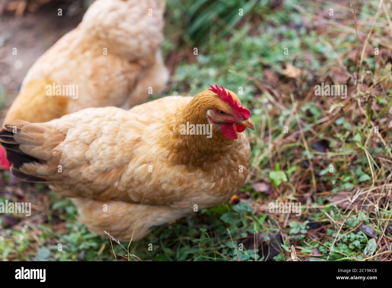 hen on ground Stock Photo - Alamy