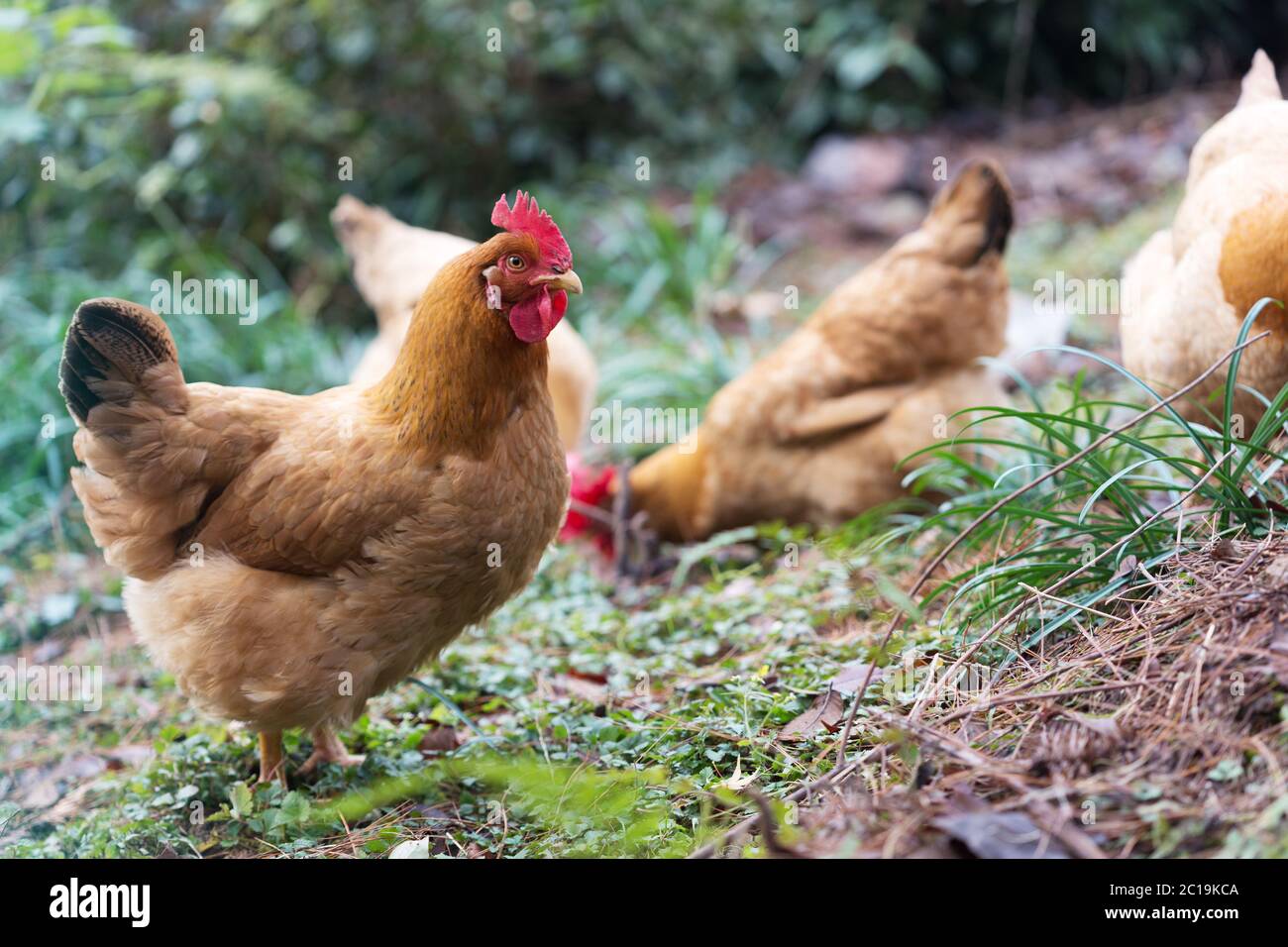 hen on ground Stock Photo - Alamy