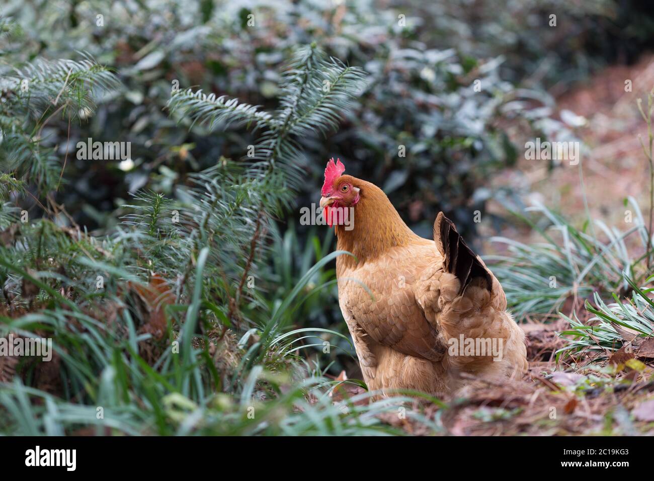 hen on ground Stock Photo - Alamy