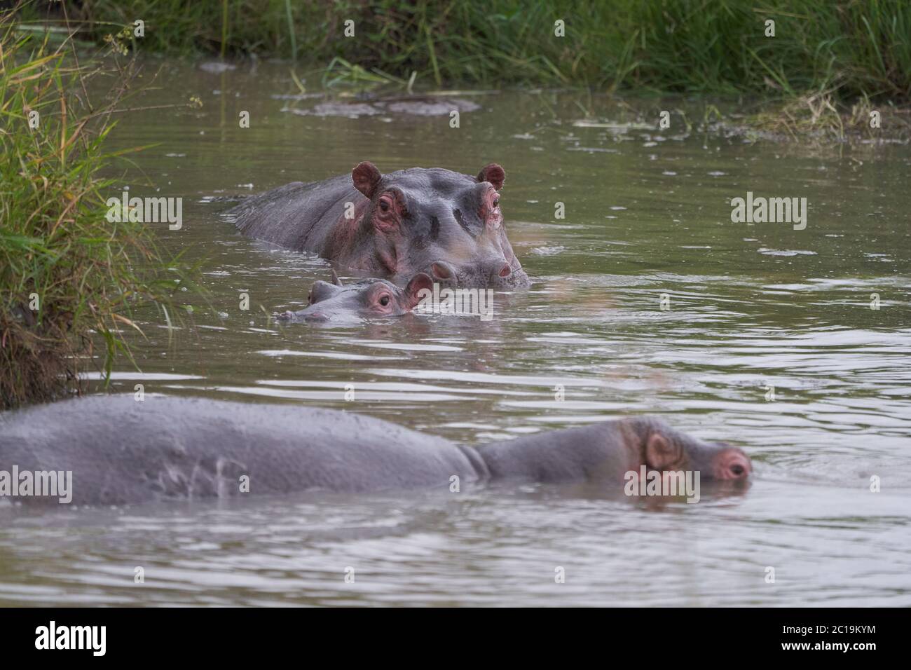 Hippo Hippopotamus amphibious Africa Safari Portrait Water Out open ...