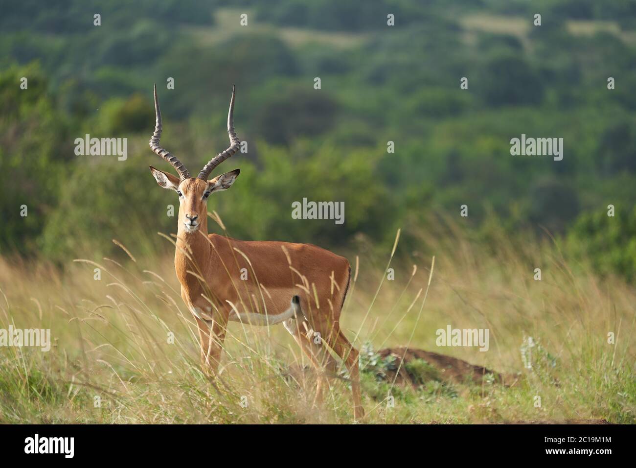 Impala Group Impalas Antelope Portrait Africa Safari Stock Photo - Alamy
