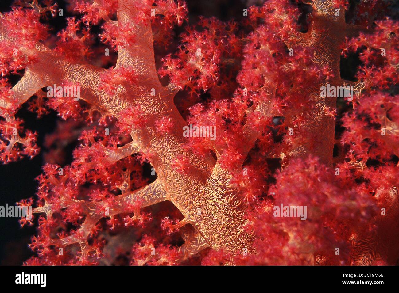 Soft Coral - Dendronephthya sp Stock Photo - Alamy