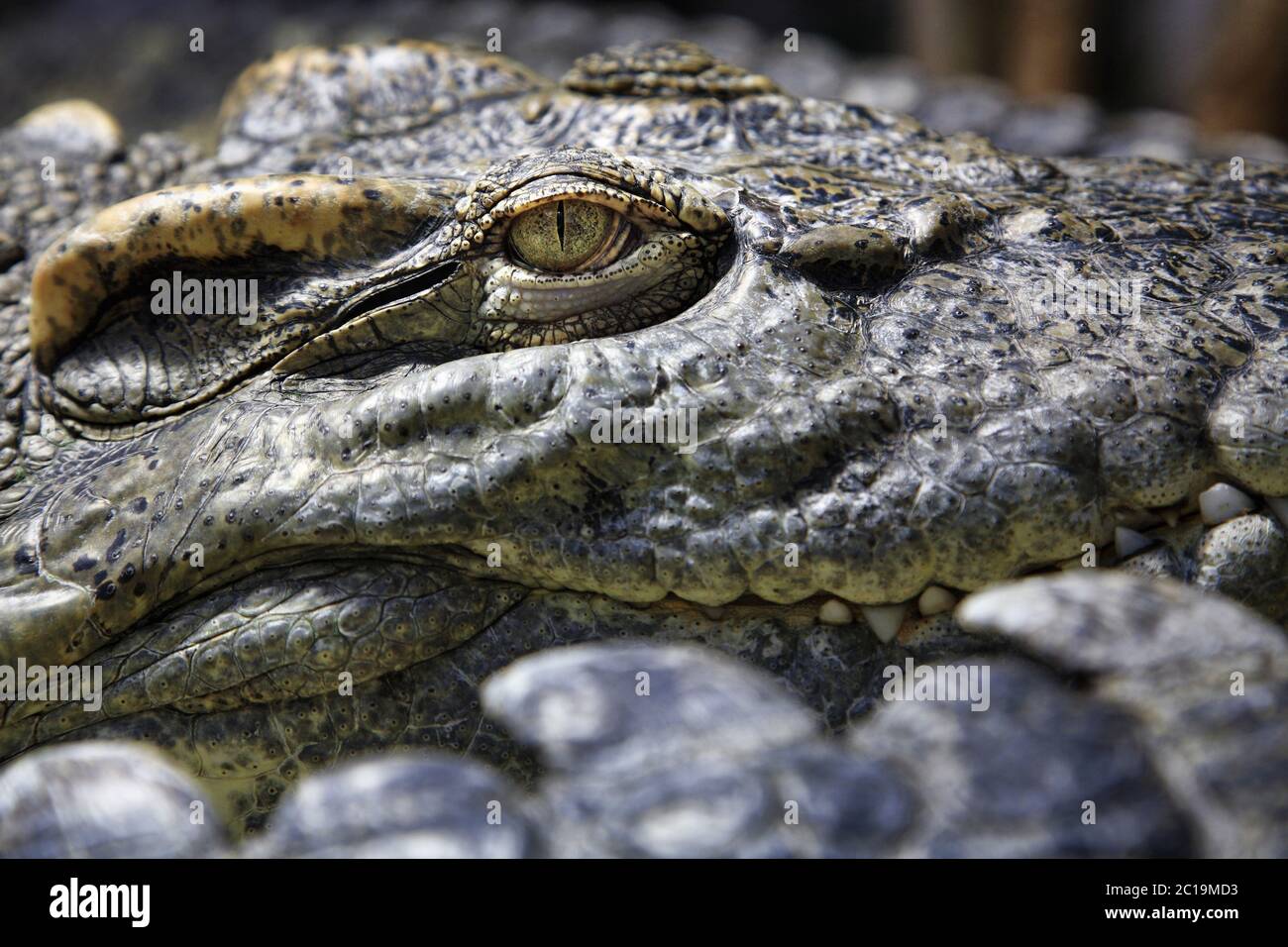 Siamese crocodile - Crocodylus siamensis Stock Photo - Alamy