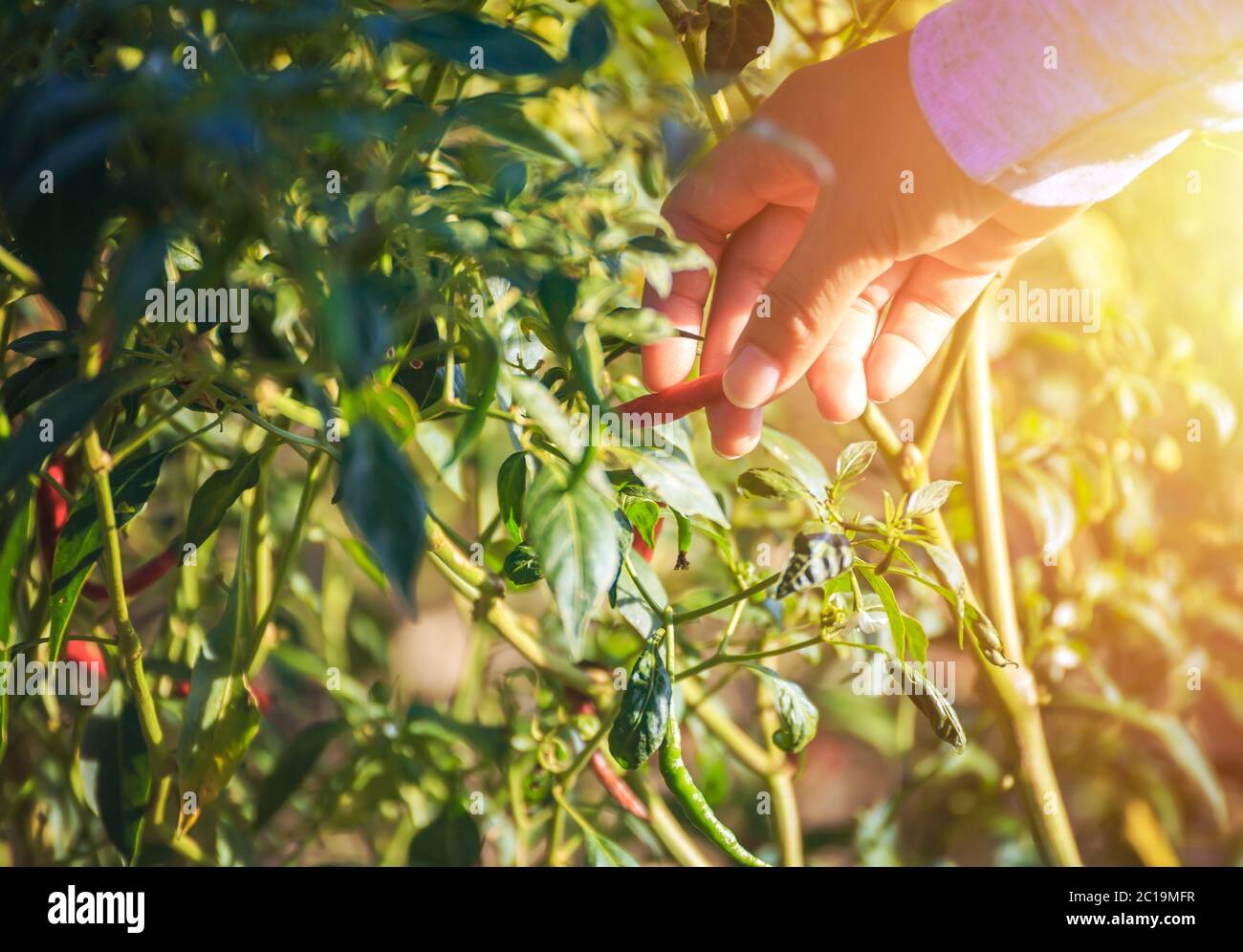 hand hold chilli Stock Photo - Alamy