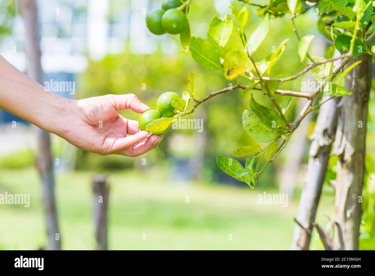 Farmer picking lemons hi-res stock photography and images - Alamy