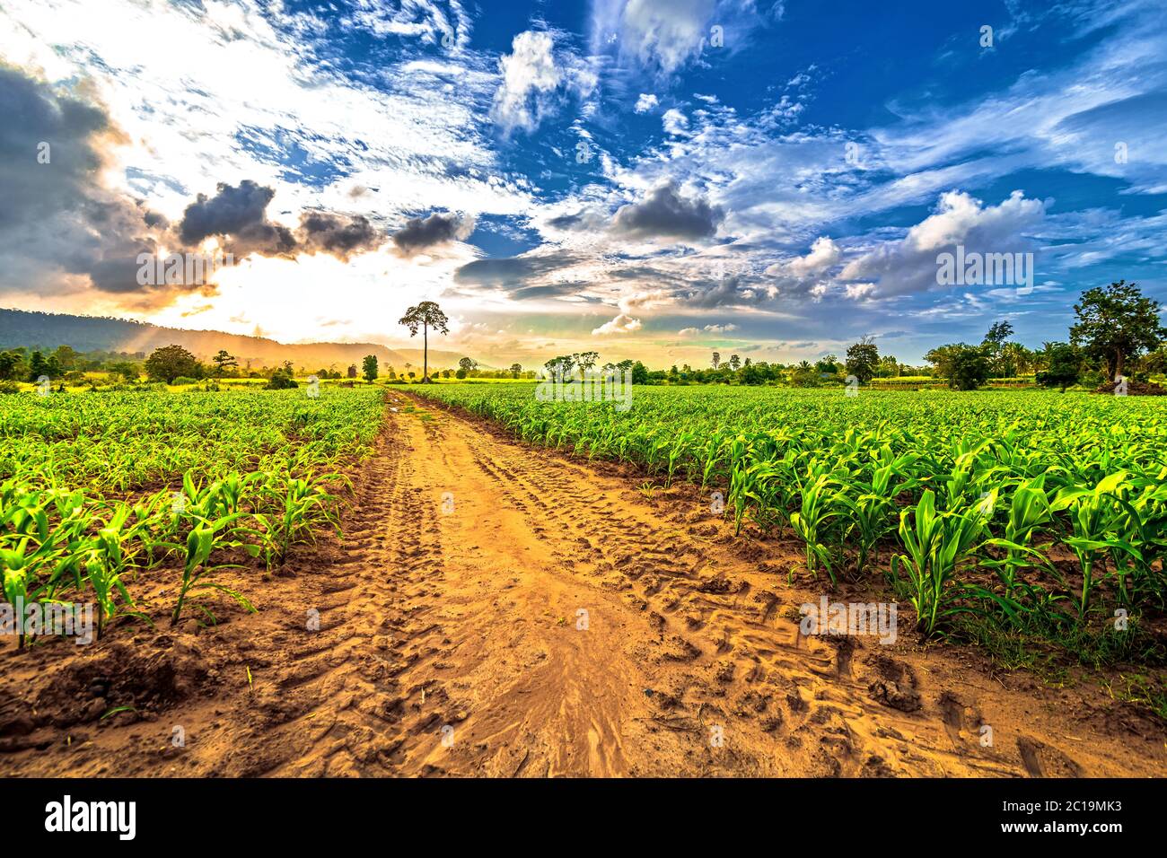Corn field and sunset at countryside Stock Photo - Alamy