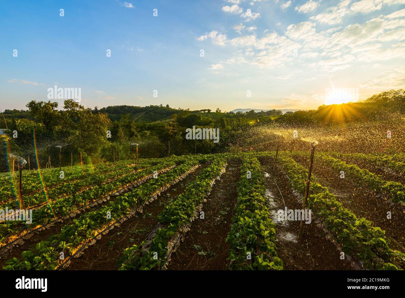 beautiful strawberries farm in the morning Stock Photo - Alamy
