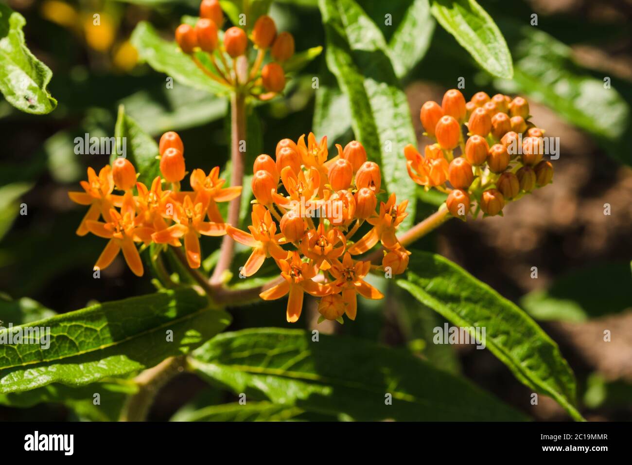 Orange bloom cluster hi-res stock photography and images - Alamy