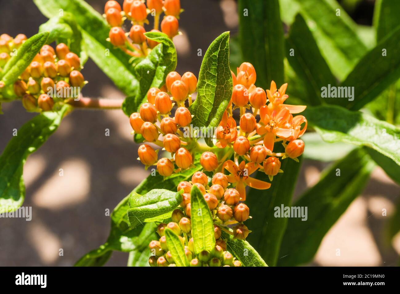 Exotic bushes hi-res stock photography and images - Alamy
