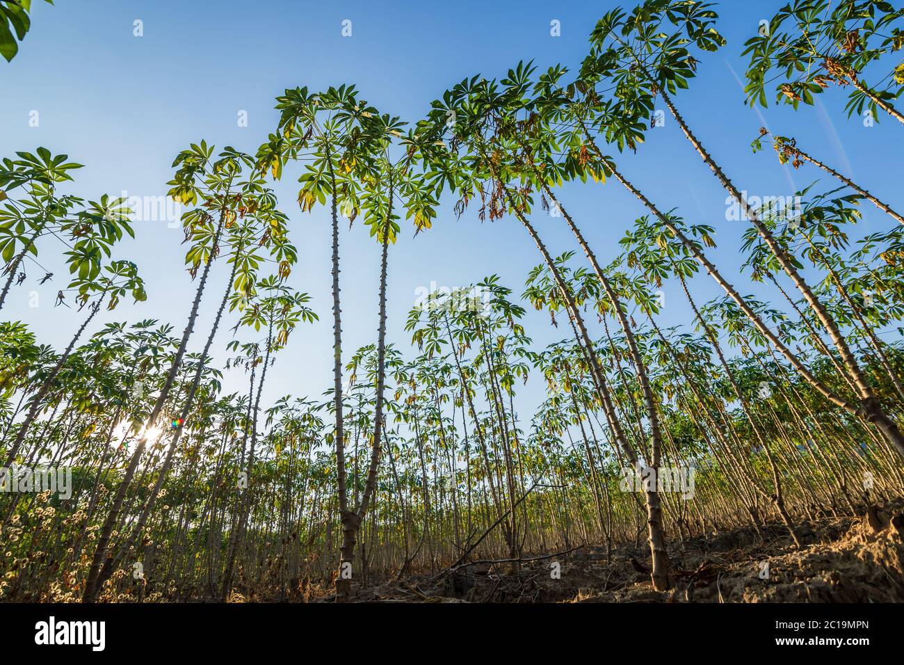 Tapioca farm, potato farm, tapioca plantation growth. farm, and ...