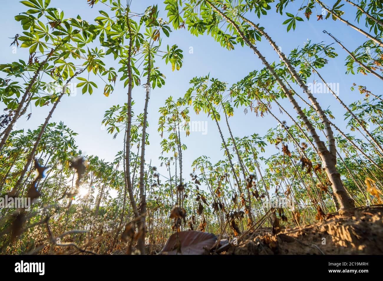 Tapioca farm, potato farm, tapioca plantation growth. farm, and ...
