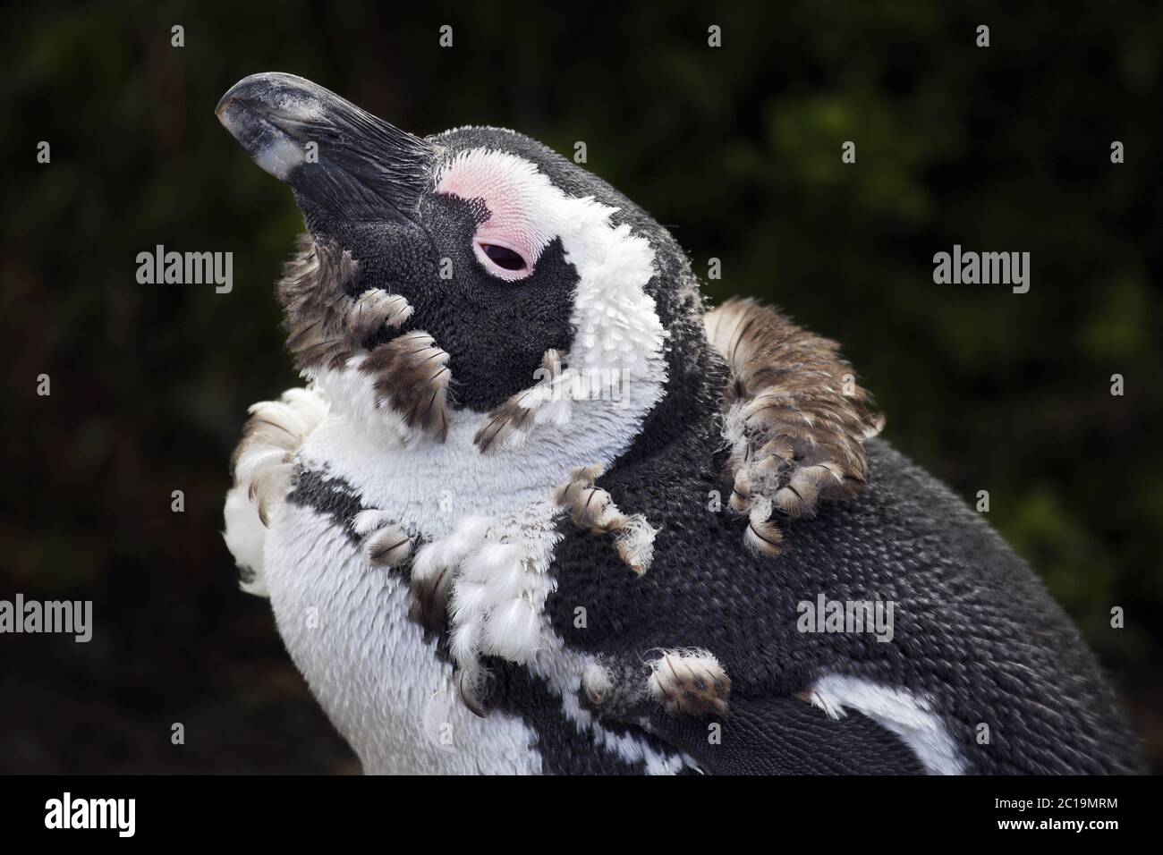 African penguin - Spheniscus demersus Stock Photo - Alamy