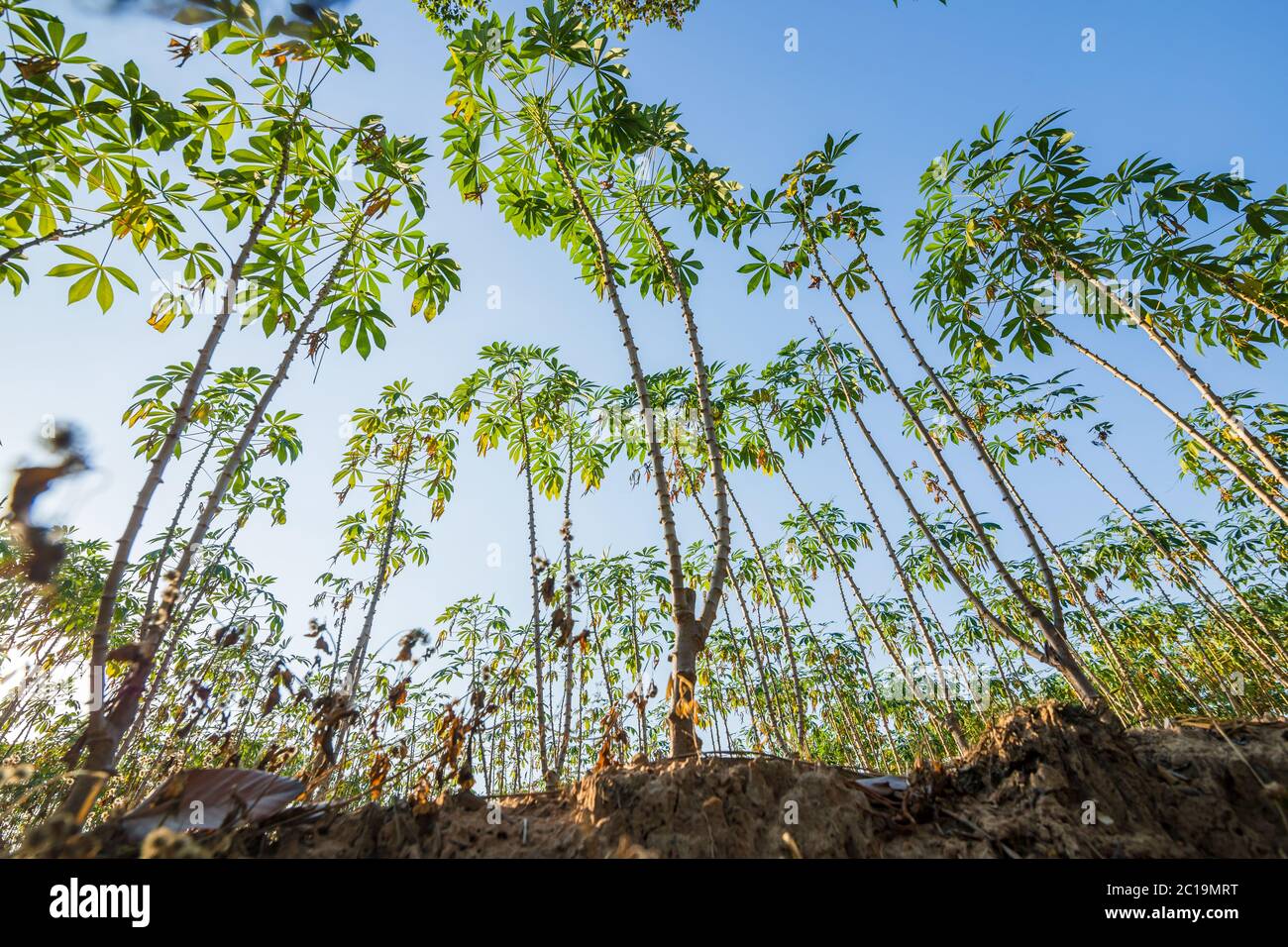Tapioca farm, potato farm, tapioca plantation growth. farm, and ...