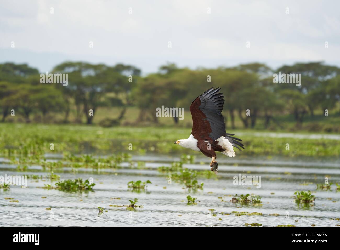 Catchingfish hi-res stock photography and images - Alamy