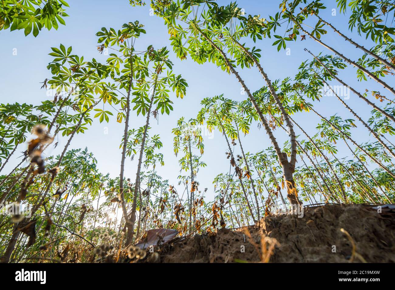Tapioca farm, potato farm, tapioca plantation growth. farm, and ...