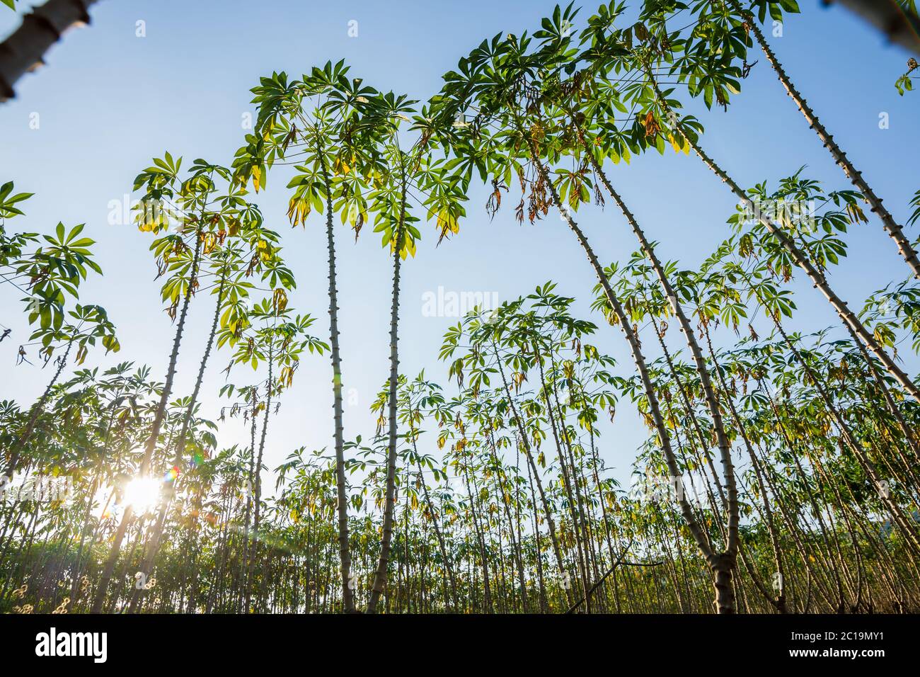 Tapioca farm, potato farm, tapioca plantation growth. farm, and ...