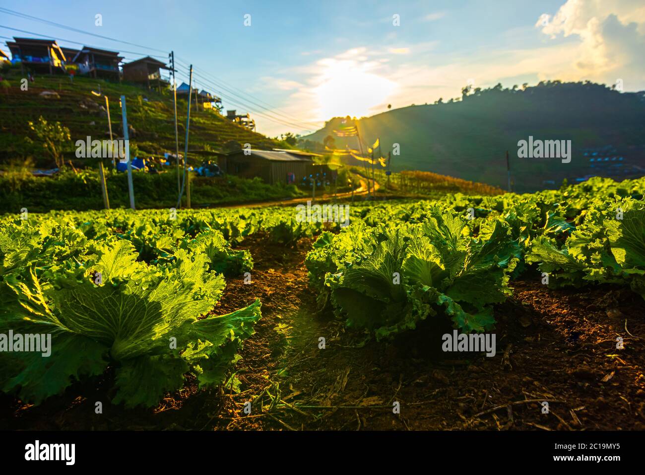 Chinese cabbage industry hi-res stock photography and images - Alamy