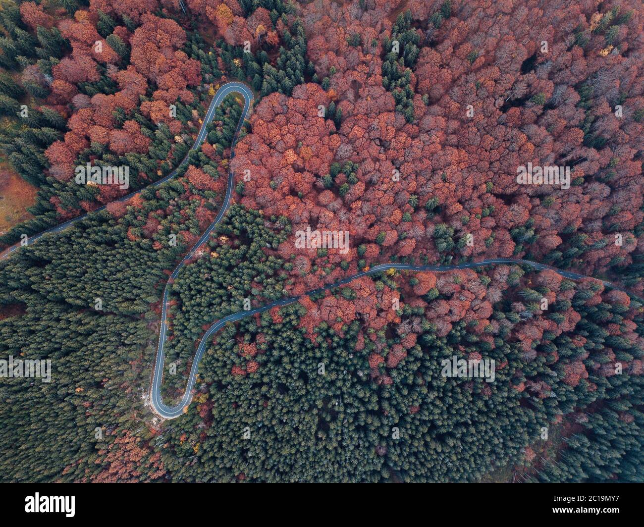 Beautiful shot forest colorful hi-res stock photography and images - Alamy