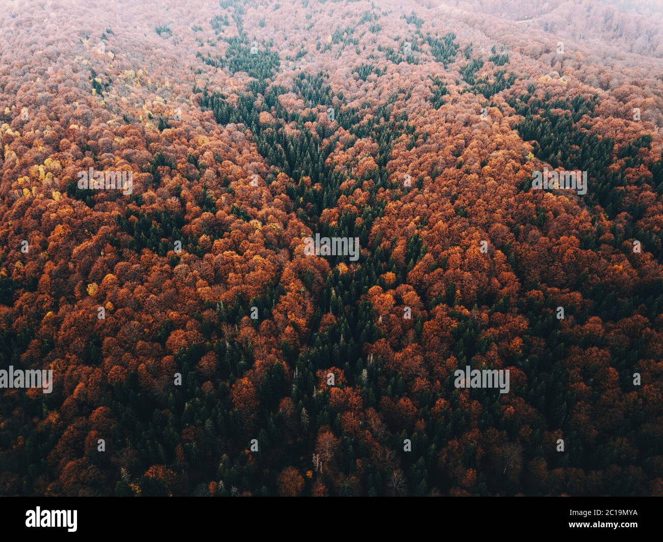 Aerial leaves hi-res stock photography and images - Alamy