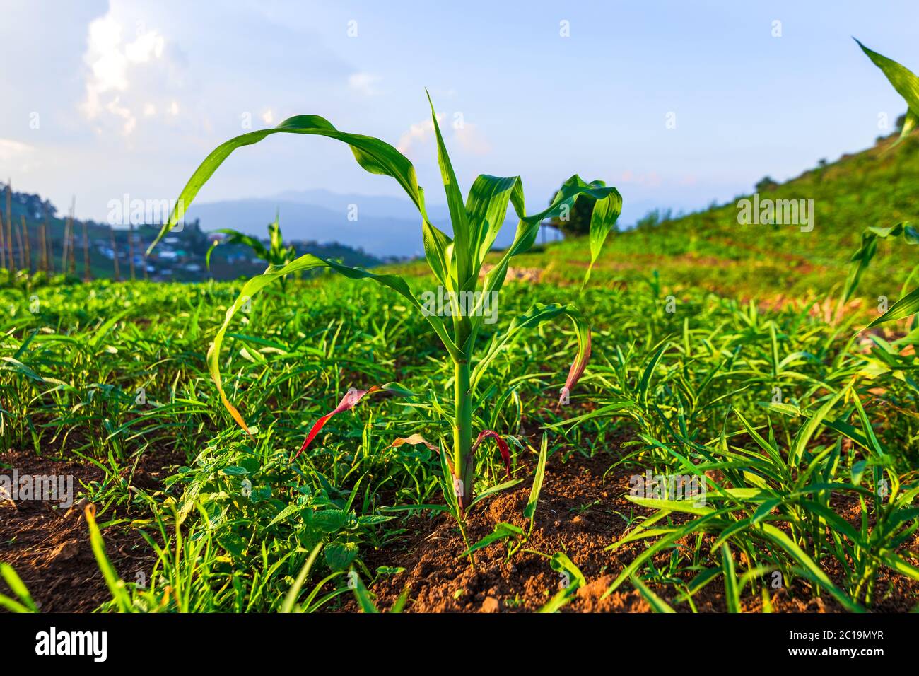 Young green corn plants on farmland. Farm corn and agriculture concept ...