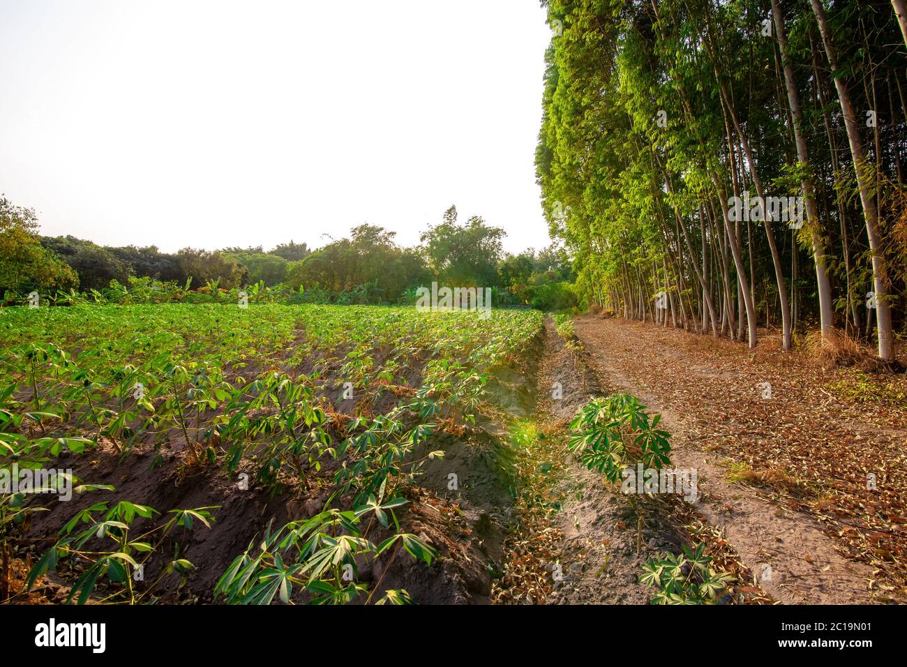 Tapioca farm, potato farm growth on soil. Agriculture Concept Stock ...