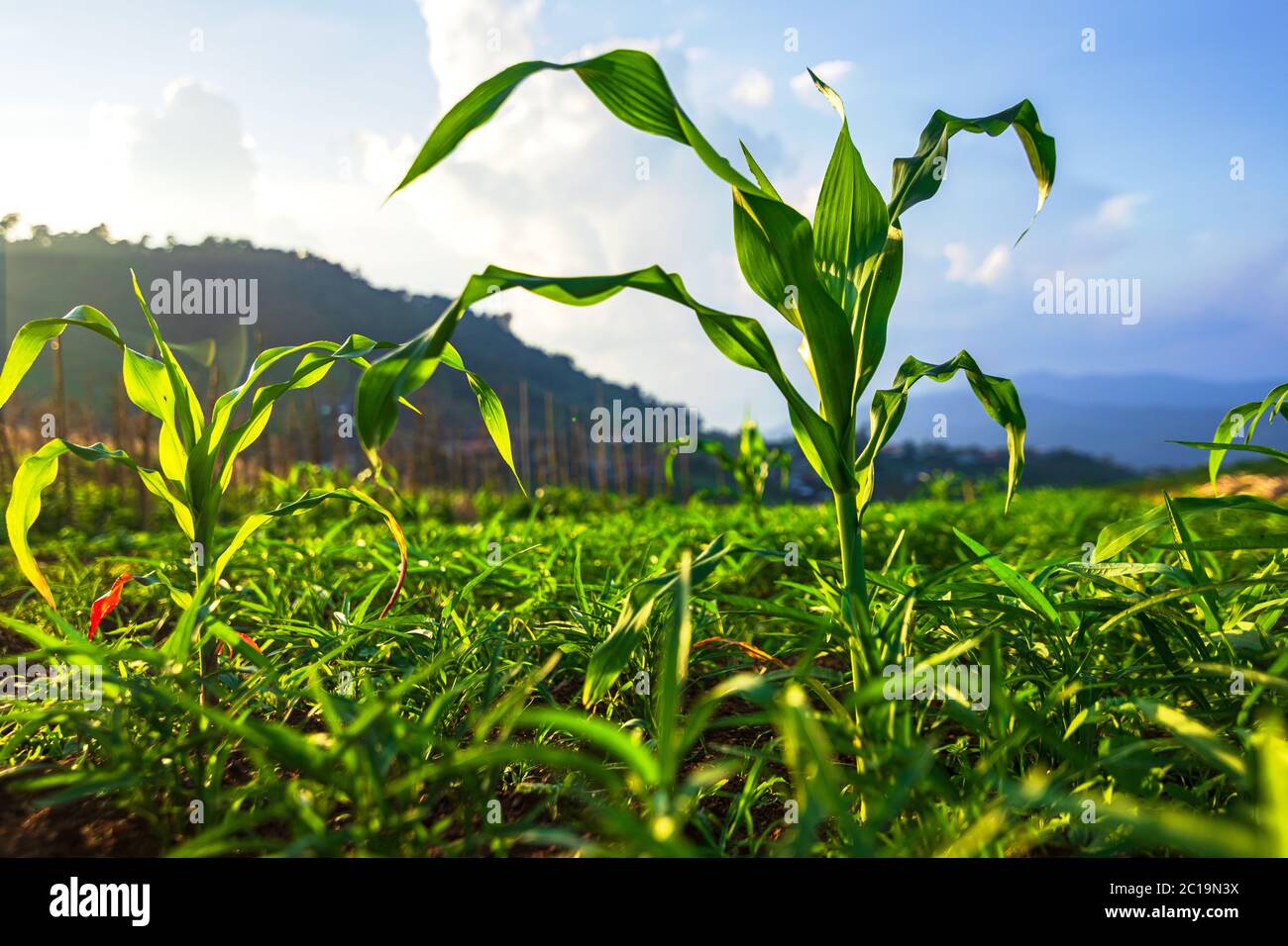 Young green corn plants on farmland. Farm corn and agriculture concept ...