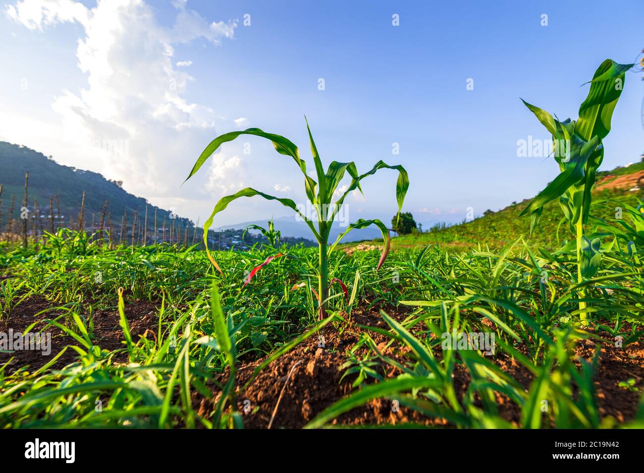 Young green corn plants on farmland. Farm corn and agriculture concept ...