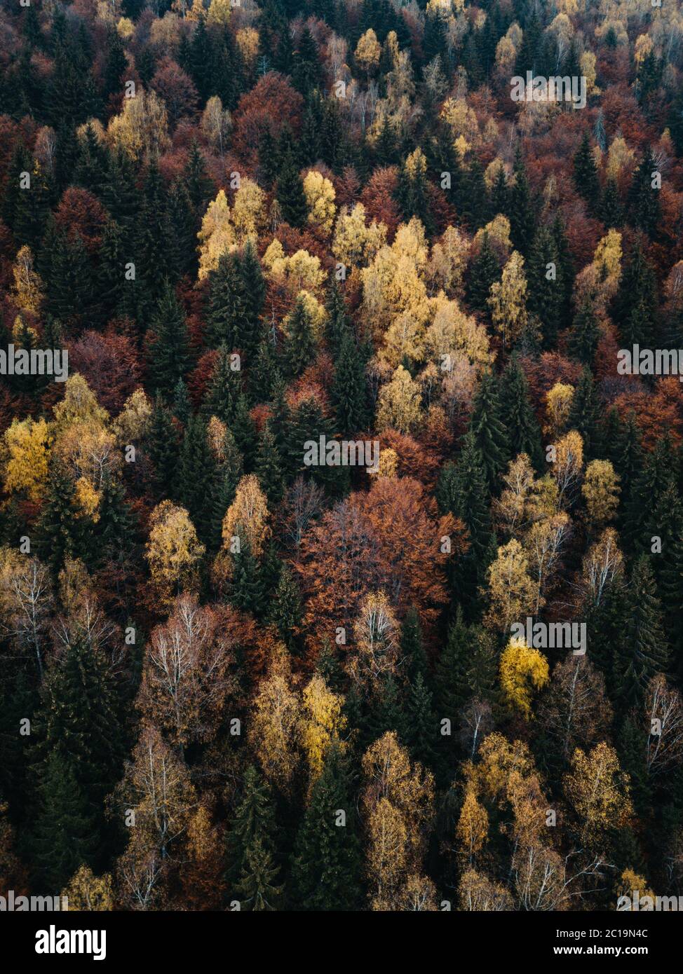 Top shot forest mist hi-res stock photography and images - Alamy