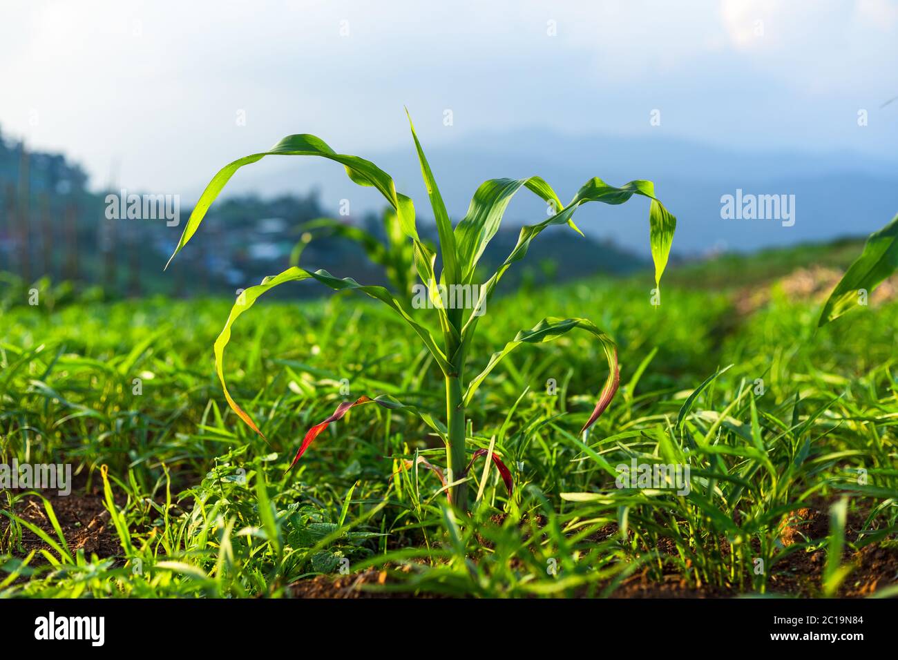 Young green corn plants on farmland. Farm corn and agriculture concept ...