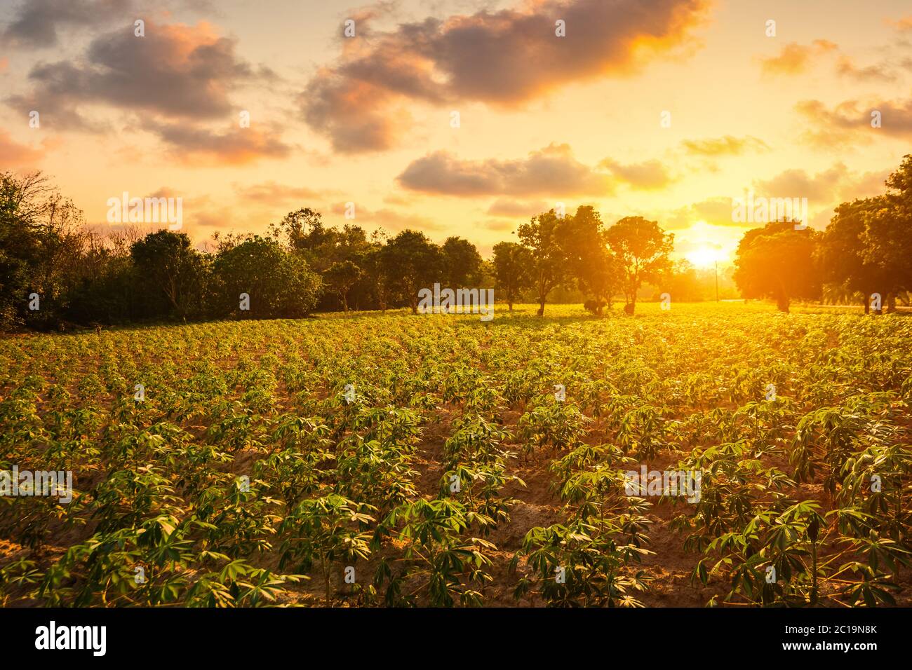 Tapioca farm, potato farm, tapioca plantation, agriculture background ...