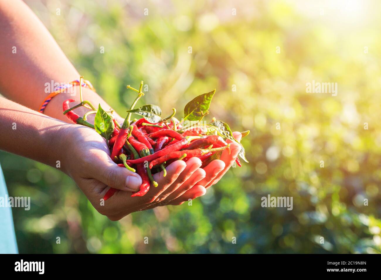 hand hold chilli Stock Photo - Alamy