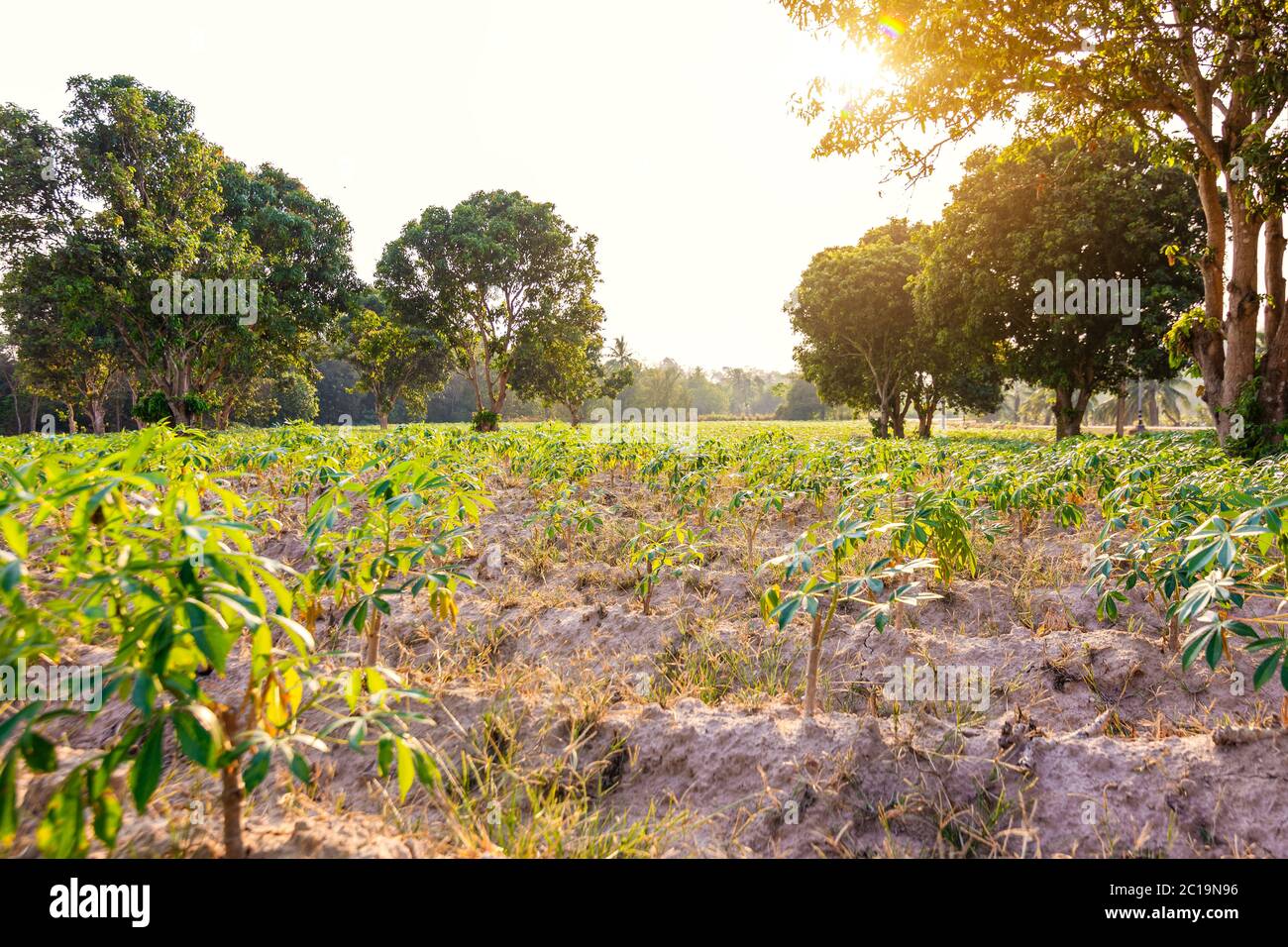 Tapioca farm, potato farm, tapioca plantation, agriculture background ...