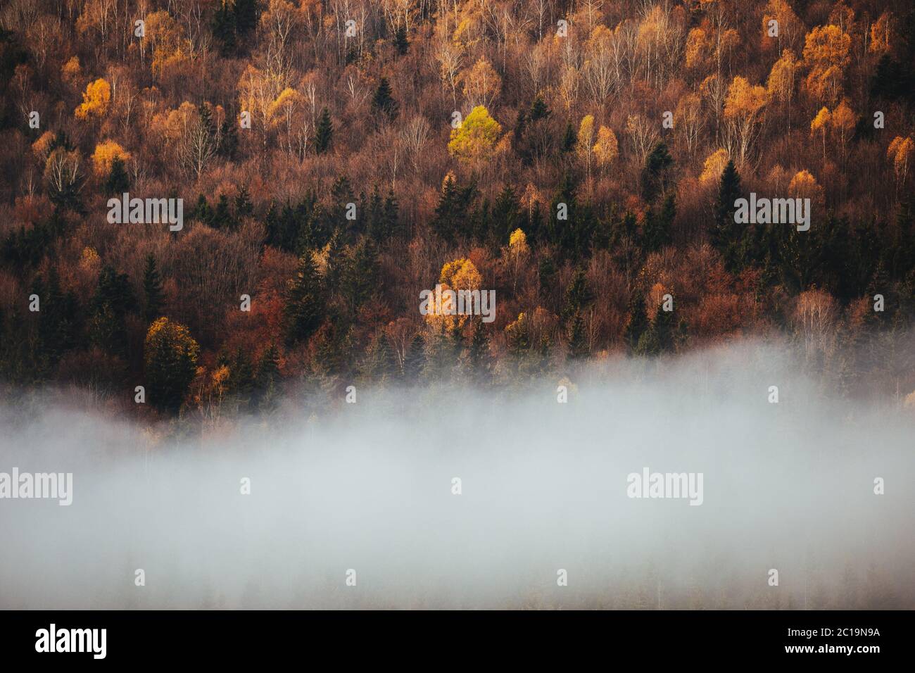 Beautiful mountain autumn forest above hi-res stock photography and ...