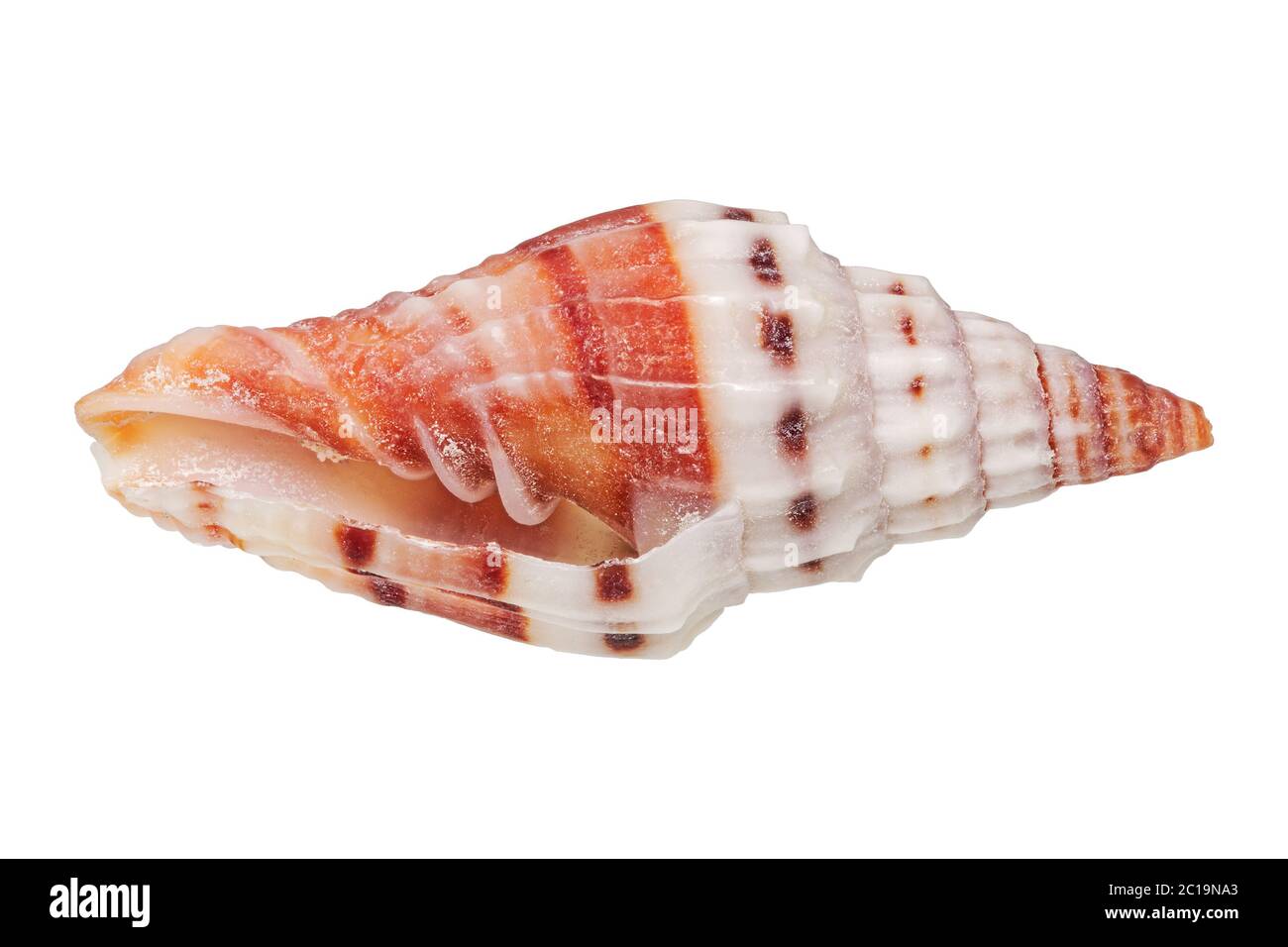 Sea shell isolated on a white background Stock Photo - Alamy