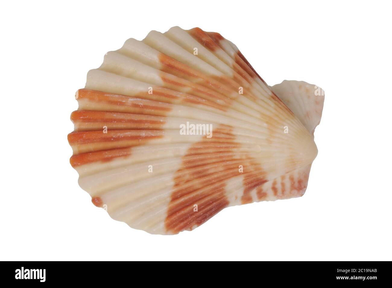Sea shell isolated on a white background Stock Photo - Alamy