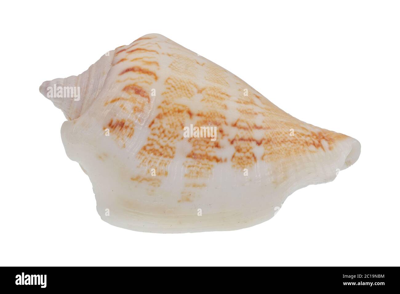 Sea shell isolated on a white background Stock Photo - Alamy