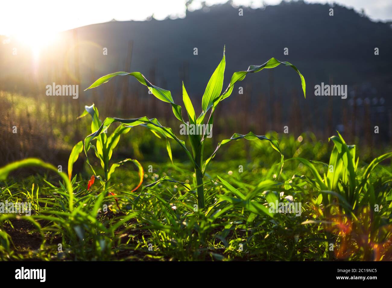 Young green corn plants on farmland. Farm corn and agriculture concept ...