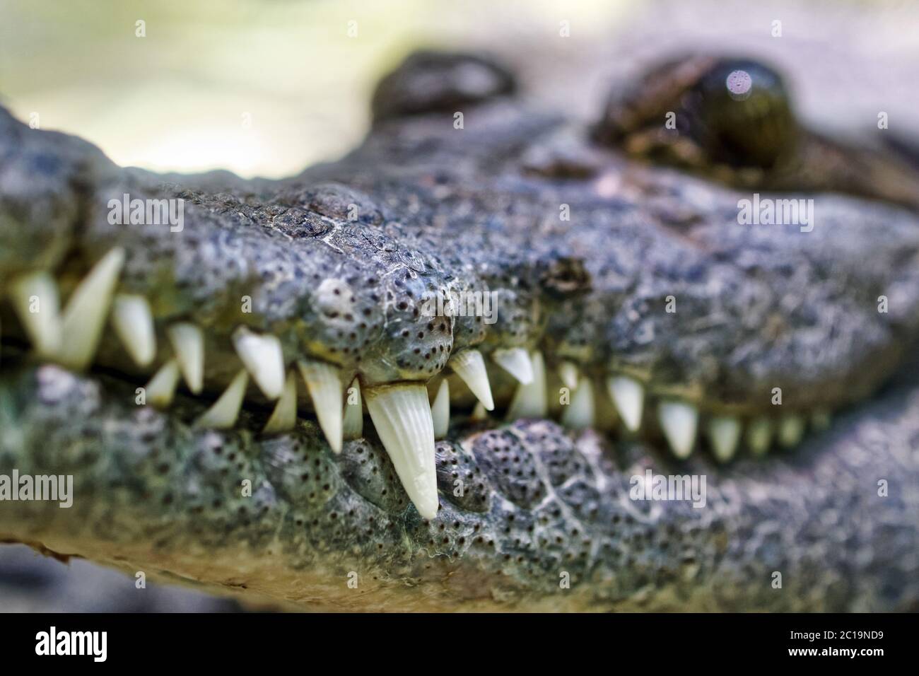 Philippine Freshwater Crocodile
