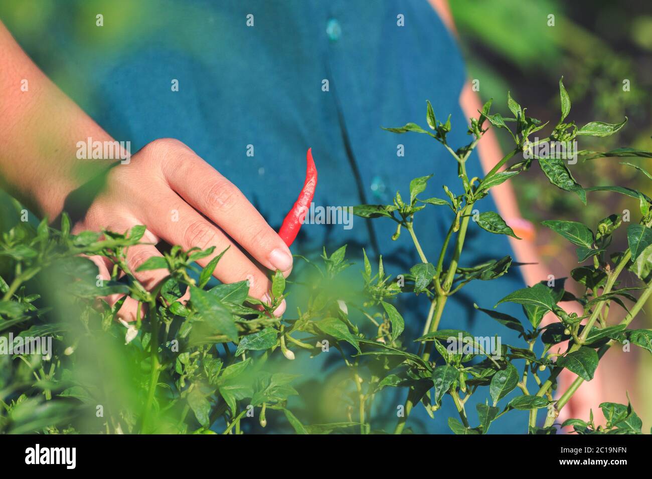 hand hold chilli Stock Photo - Alamy