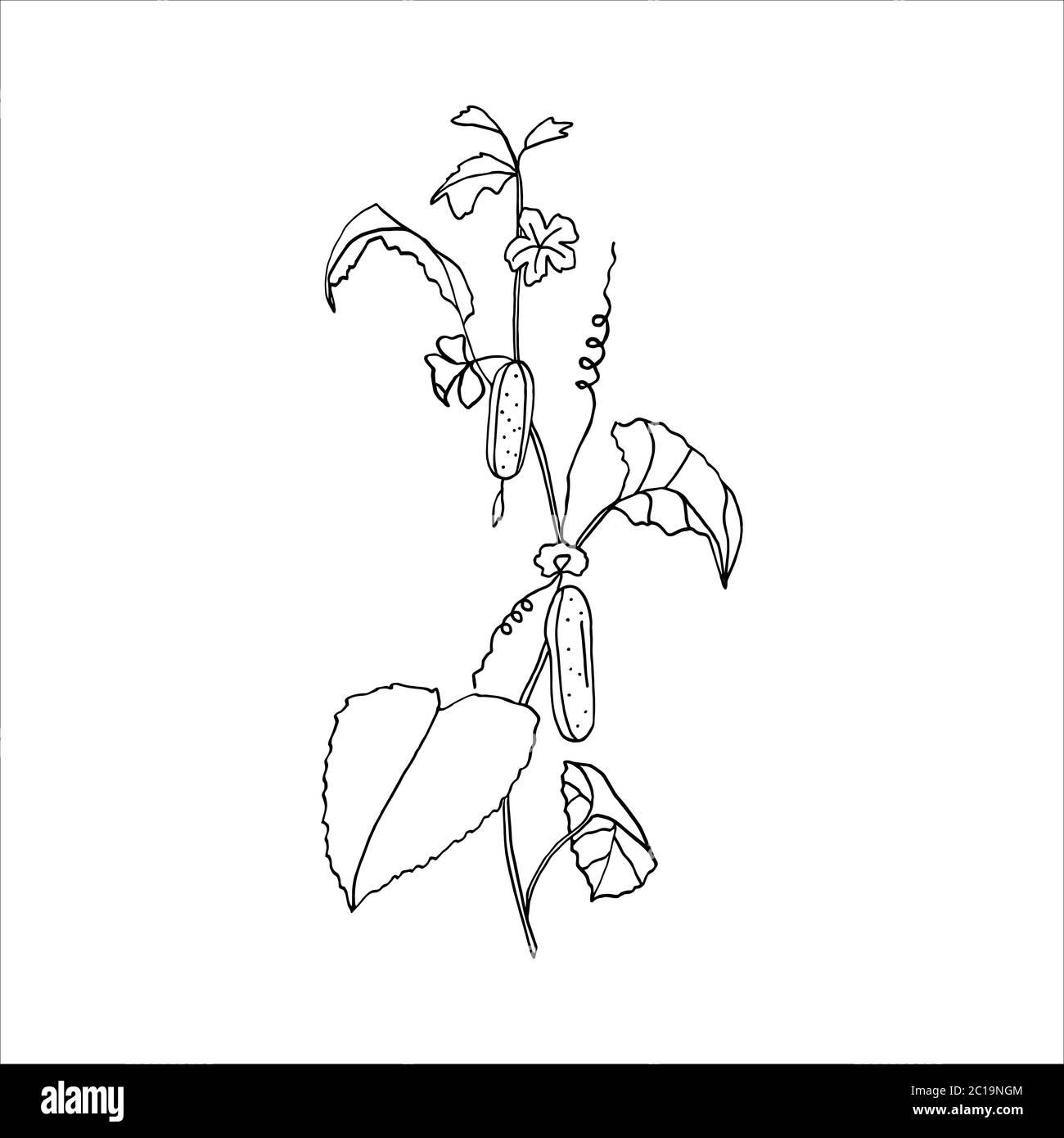Parts of a plant drawing Stock Vector Images - Alamy
