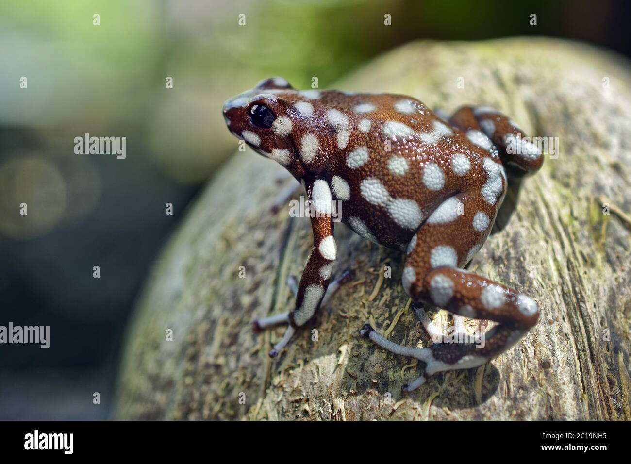 Maranon poison frog excidobates mysteriosus hi-res stock photography ...