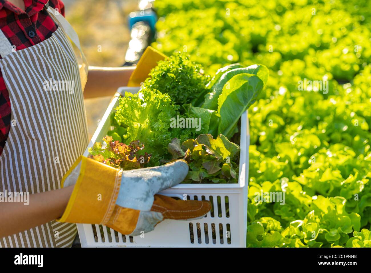 farmer ware agricultural gloves keep vegetable at hydroponic farm and ...