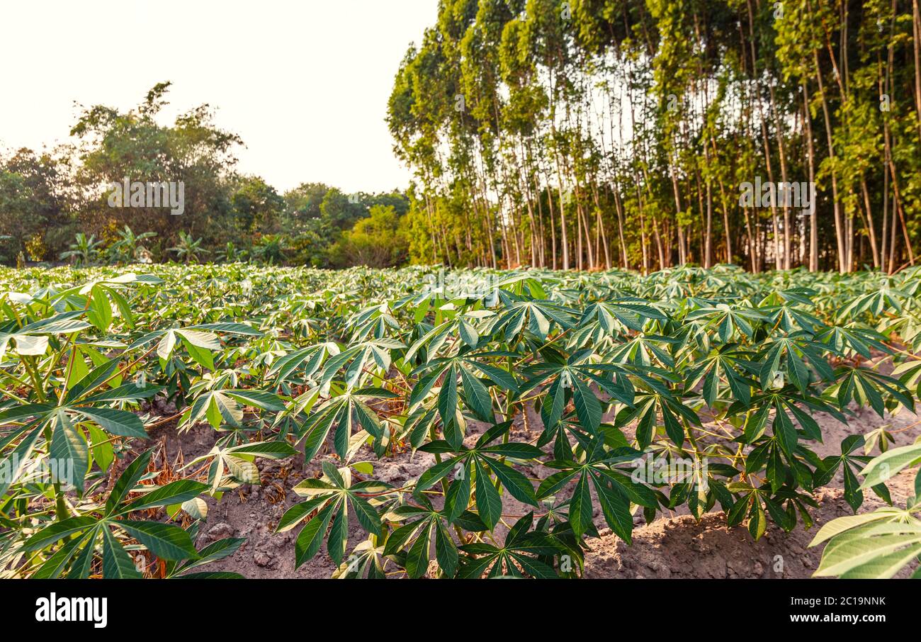 Tapioca farm, potato farm, tapioca plantation, agriculture background ...