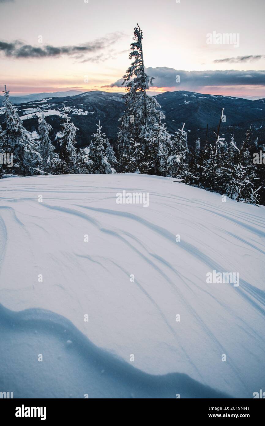 Snowy mountain sunset landscape with snow covered pine trees,in Hasmas ...