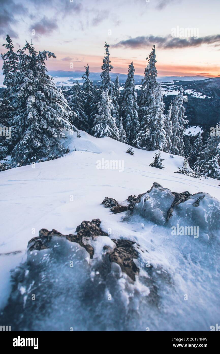 Beautiful winter sunset scene in the mountains with snow covered trees ...