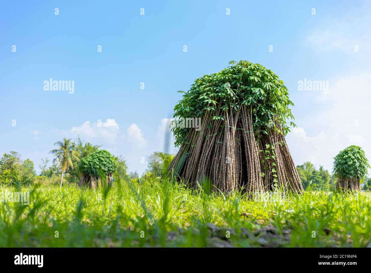Tapioca fields. Grow cassava. preparing for Cassava field planting ...